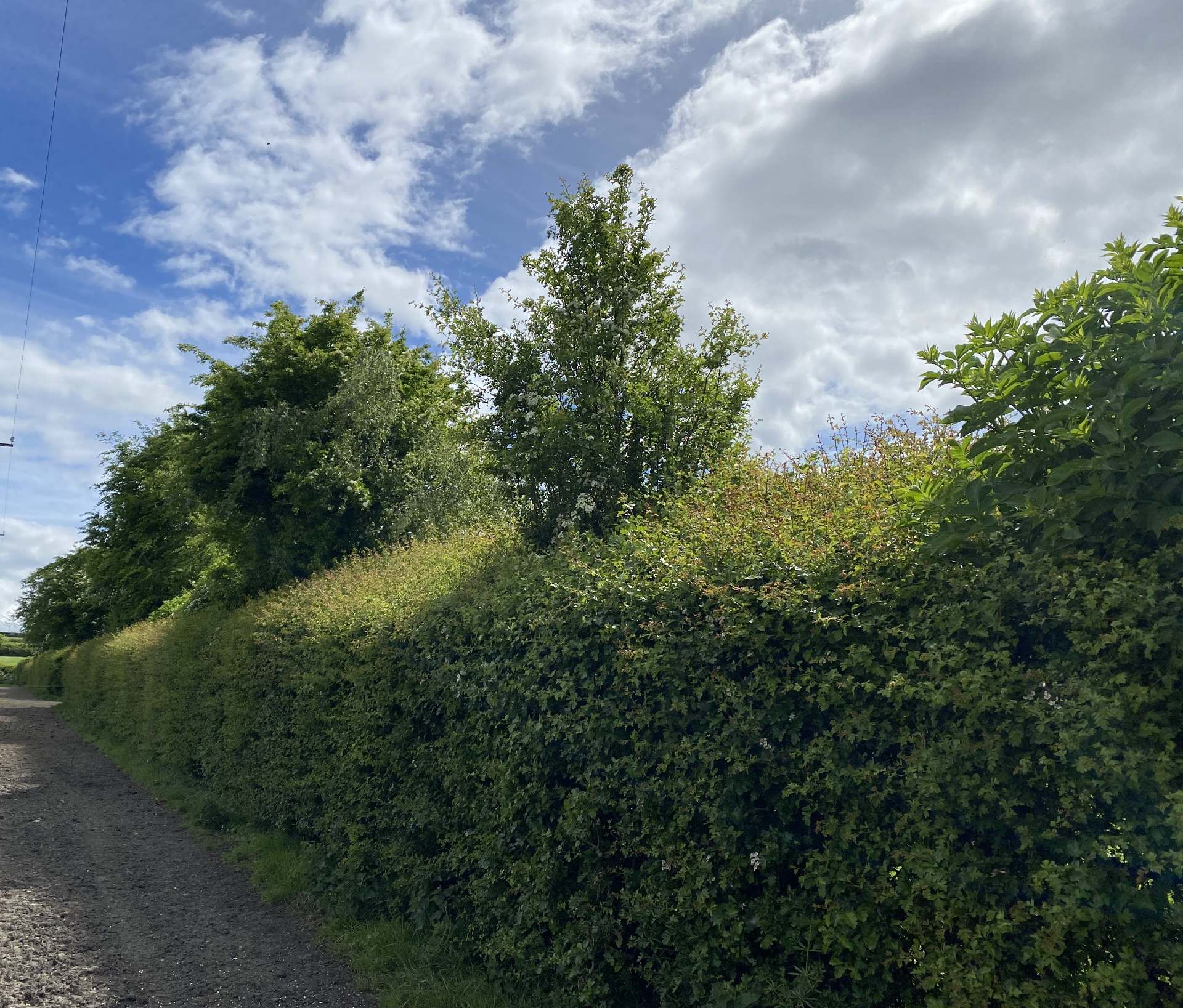Hedgerow cutting rules reminder | Department of Agriculture ...