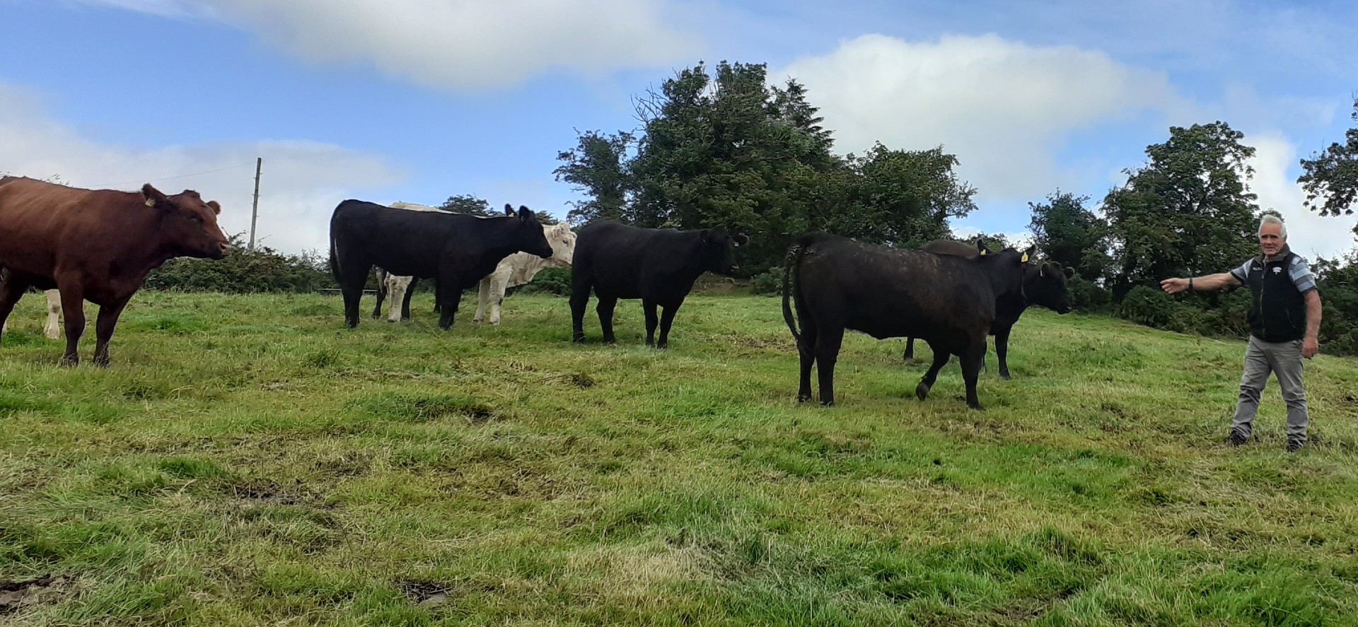 Keep ahead of the game with CAFRE’s new Suckler Cow Fertility Themed ...