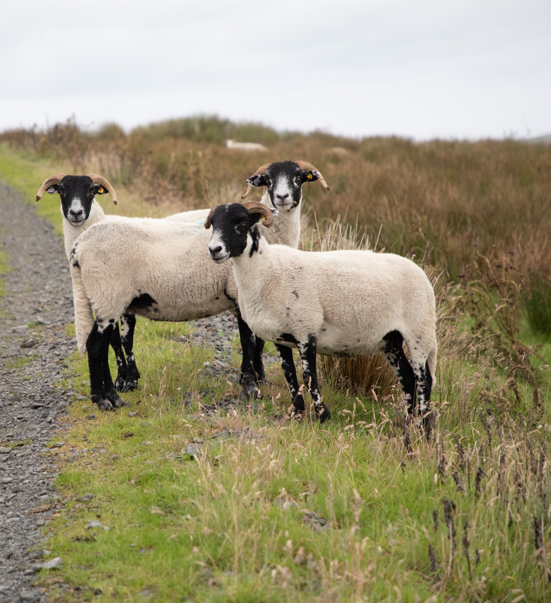 Explore Upland Sheep at the CAFRE Hill Farm Open Day | Department of ...