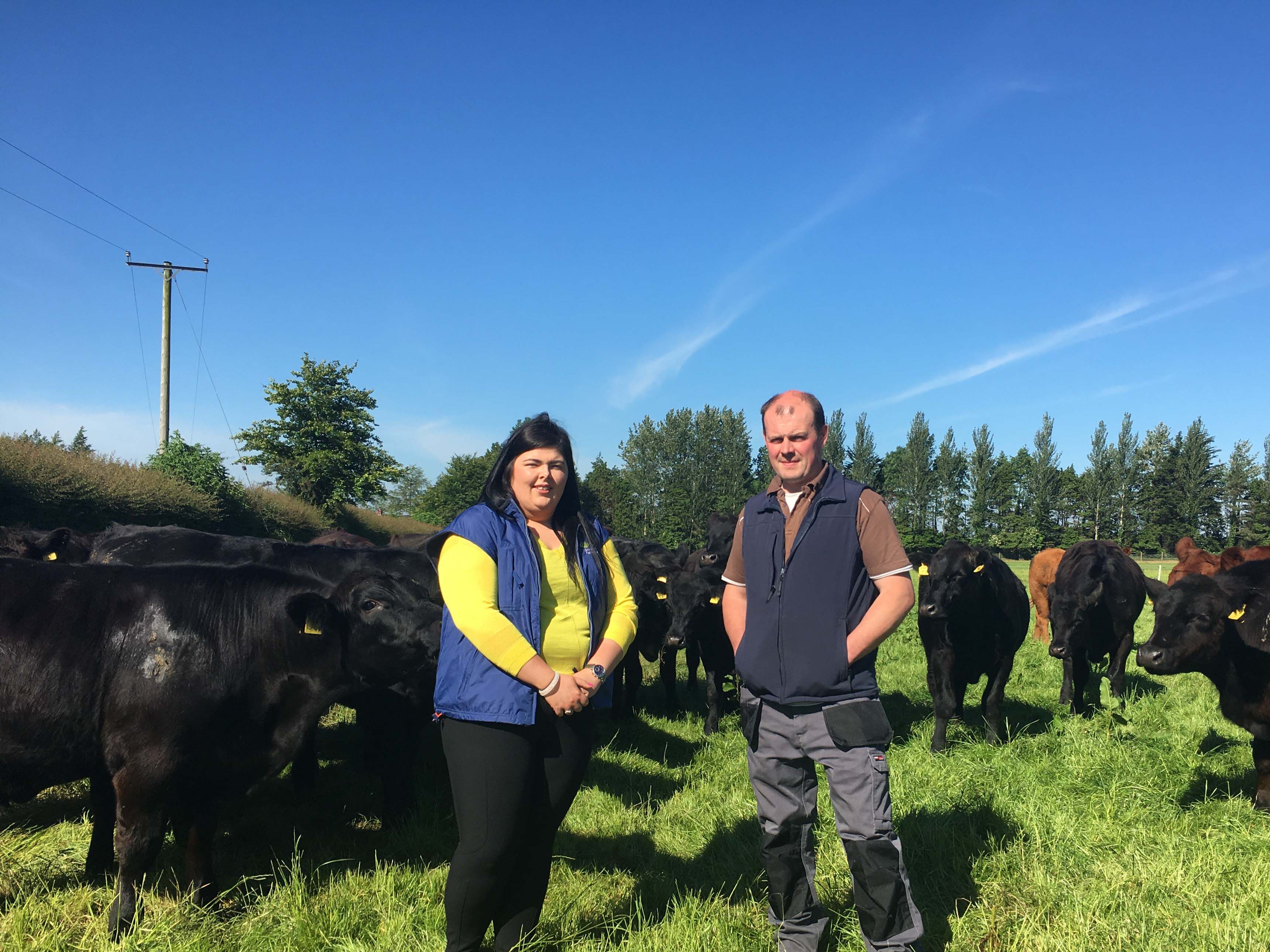 Performance of cattle bred at CAFRE’s Hill Farm Development Centre ...