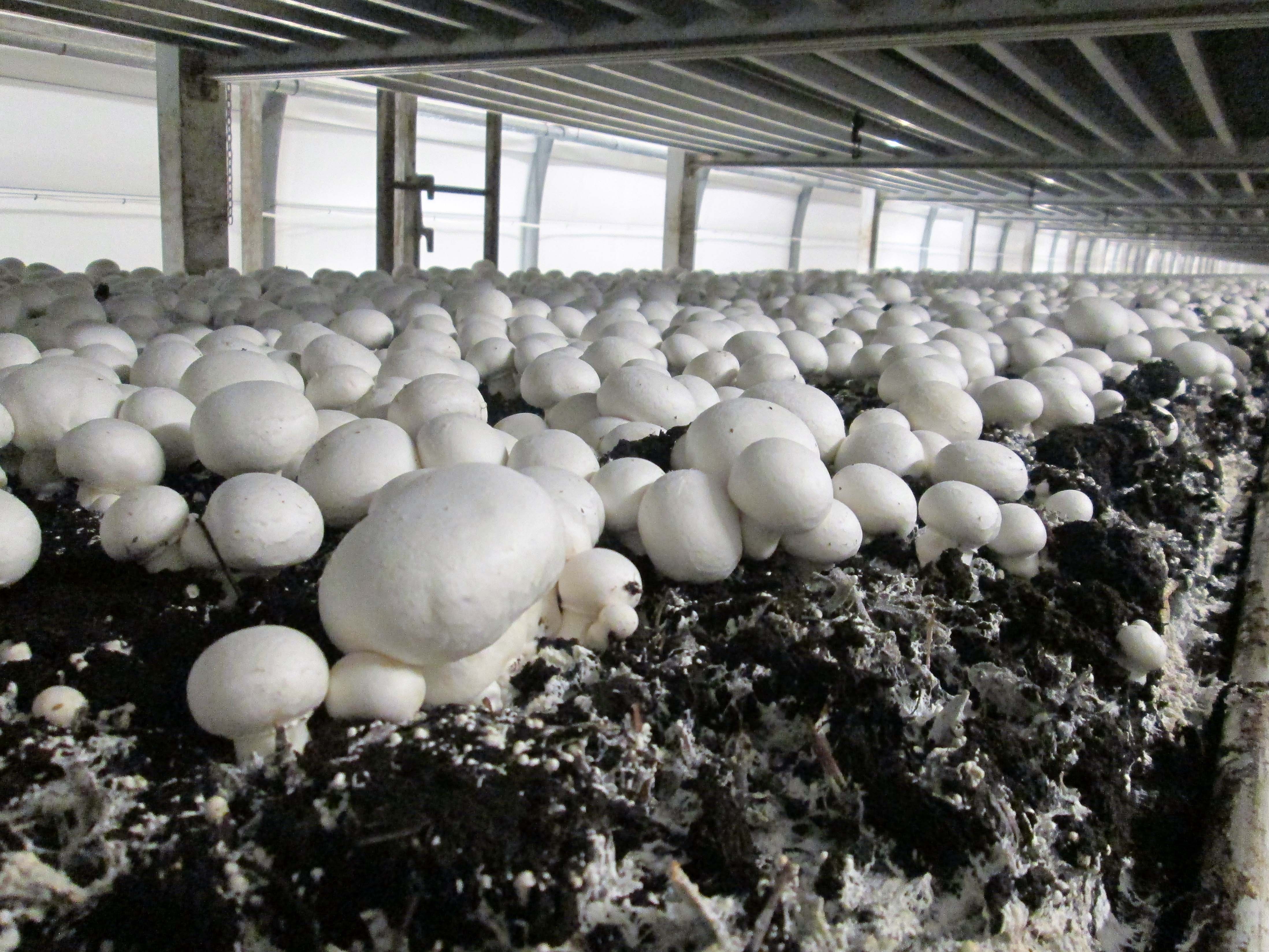 Mushroom Medicinal Production at Glenda Macon blog
