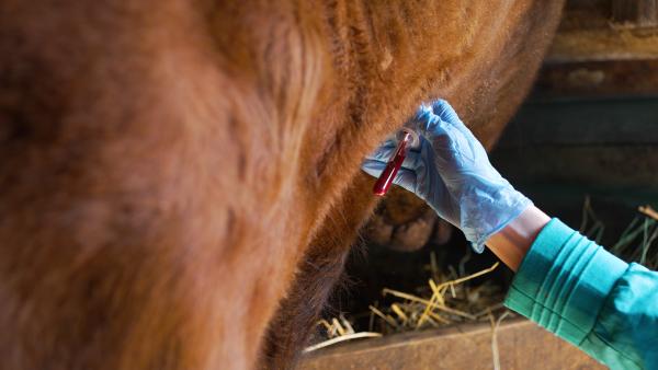 Diagnosing Bovine TB | Department of Agriculture, Environment and Rural ...