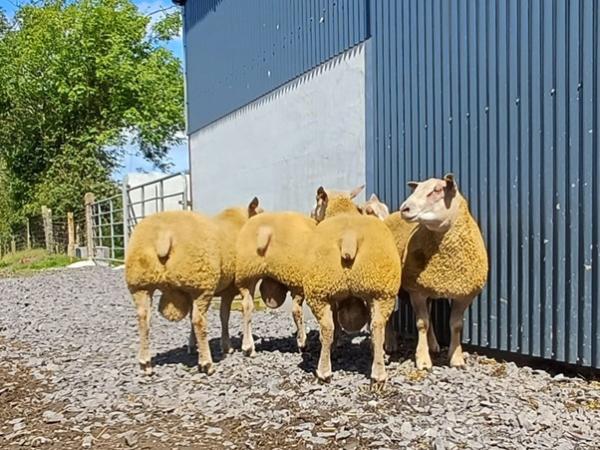 Are your rams ready for work? | Department of Agriculture, Environment ...