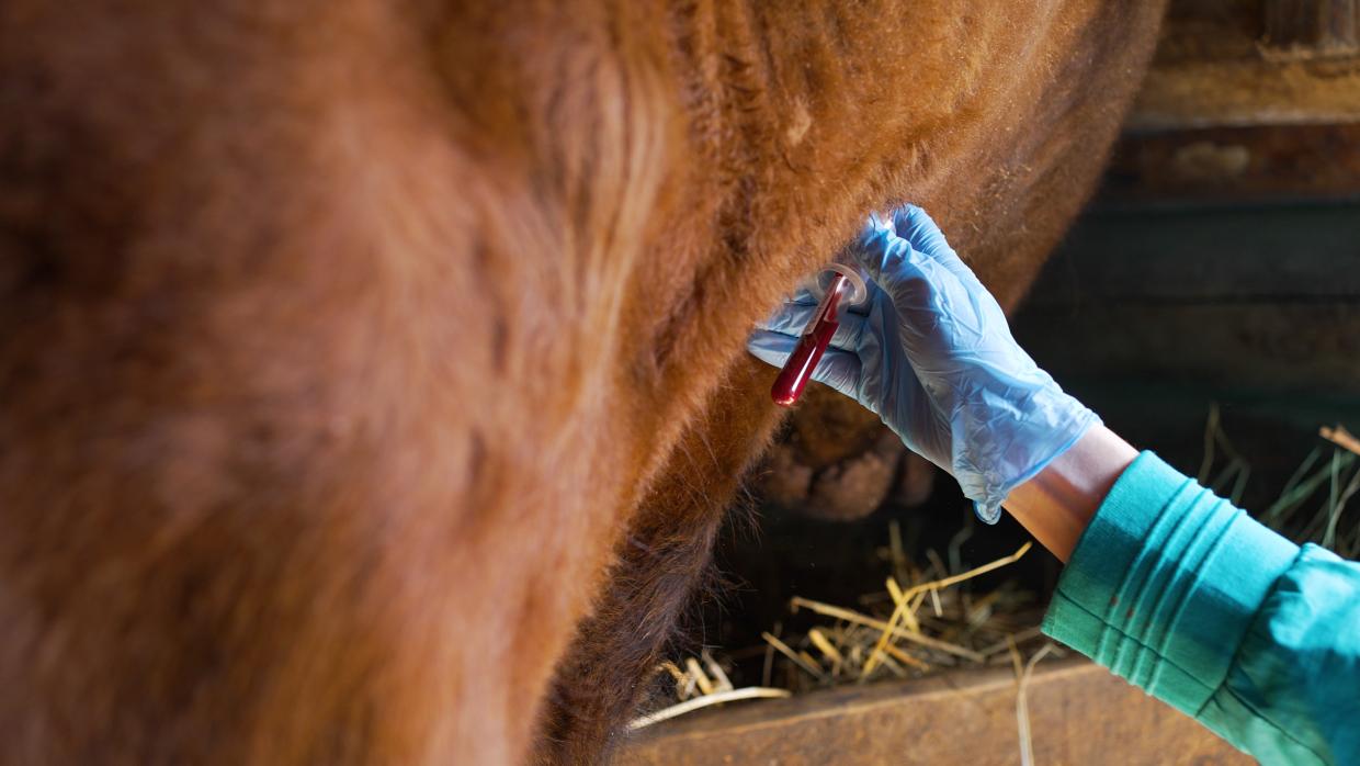 Diagnosing Bovine TB | Department of Agriculture, Environment and Rural ...