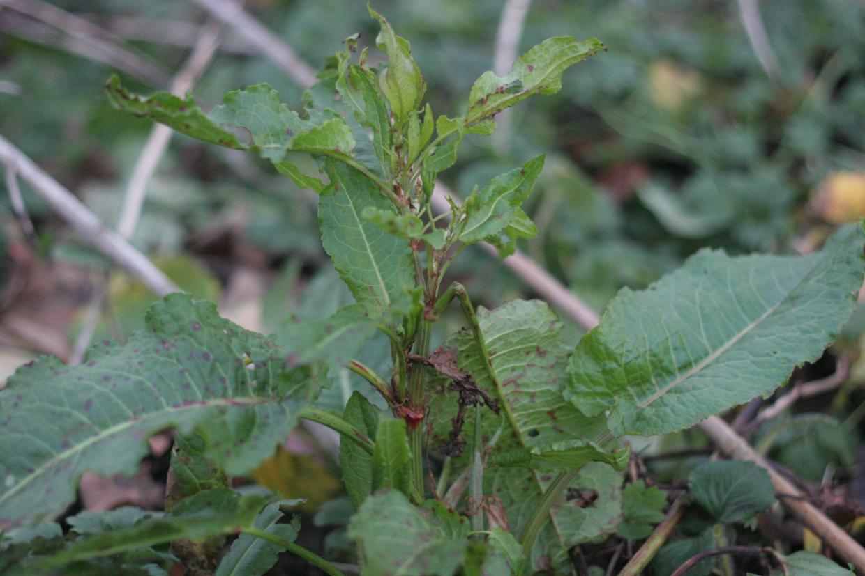 Control of noxious weeds | Department of Agriculture, Environment and ...