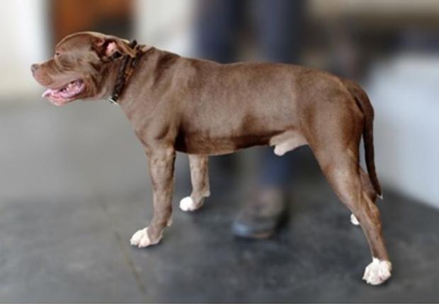 Conformation standard for XL Bully Type Dogs | Department of ...