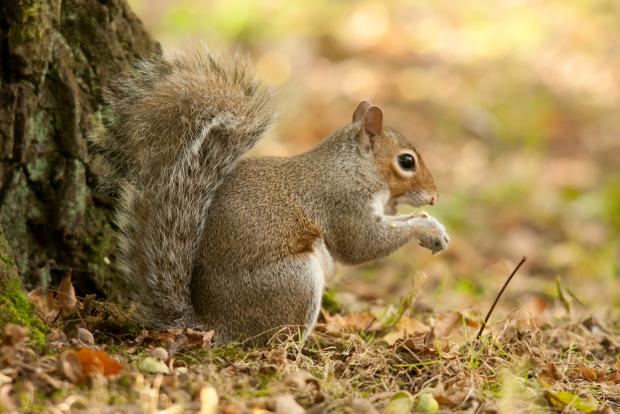 Controlling the grey squirrel population | Department of Agriculture ...