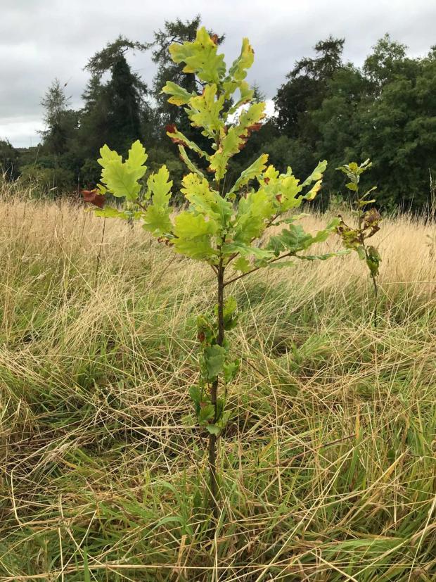 Get your Forest schemes applications in by 31 August | Department of ...