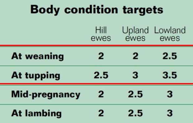 Body Condition Scoring breeding ewes pre-tupping | Department of ...
