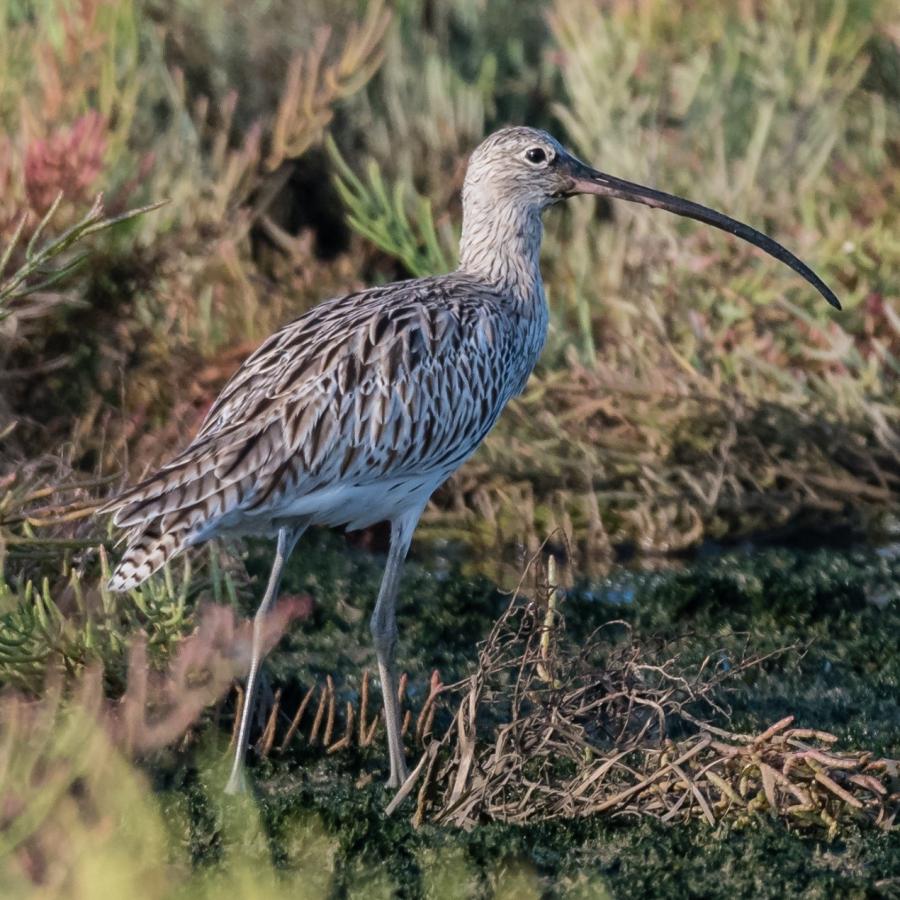 New mapping tool to help protect breeding wading birds in Northern ...
