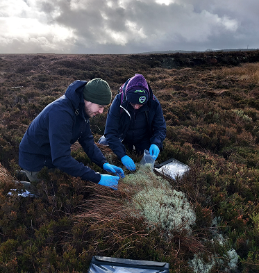 Effects of air pollution on natural ecosystems | Department of ...
