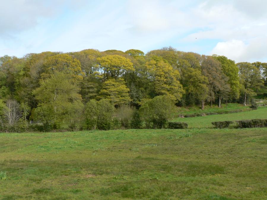 Knockadoo Wood ASSI | Department of Agriculture, Environment and Rural ...