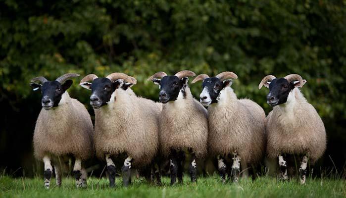Sheep Dipping courses meet the rules on Dip Purchase and Safety ...