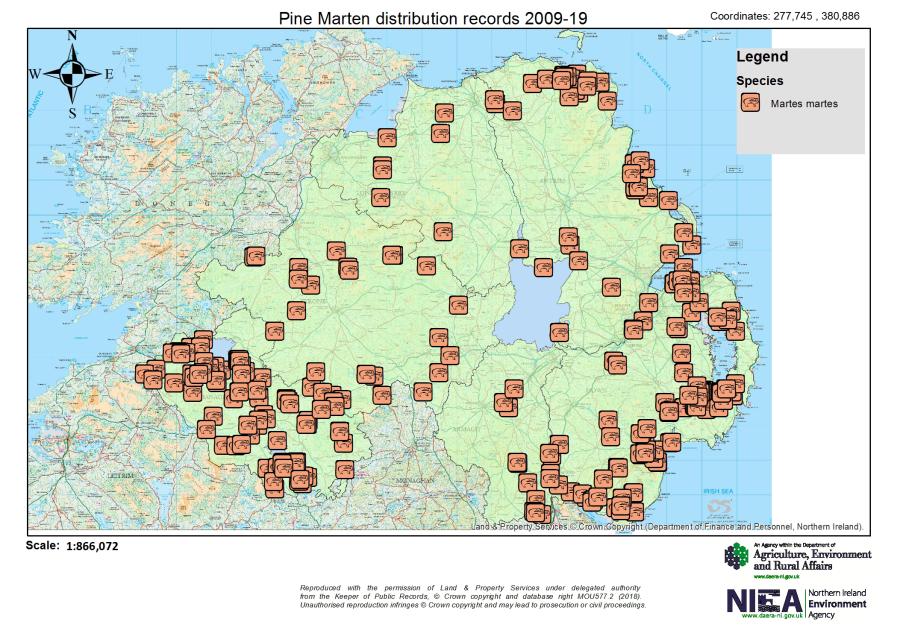 Pine marten (Martes martes) | Department of Agriculture, Environment ...